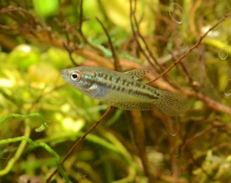Sparkling Gourami Tank Setup Made Simple: A Practical Guide Sparkling Gourami Tank Setup Made Simple: A Practical Guide