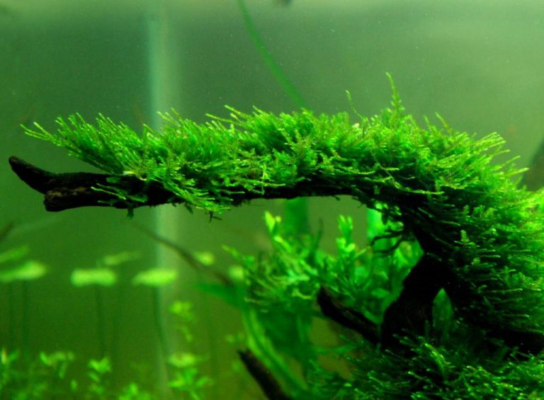 Java Moss Care Guide: Essential Tips for Healthy Growth Java Moss Care Guide: Essential Tips for Healthy Growth
